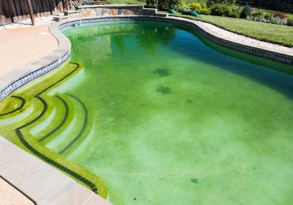 How to Prevent Algae in Pool Over Winter - RMD Pool Service